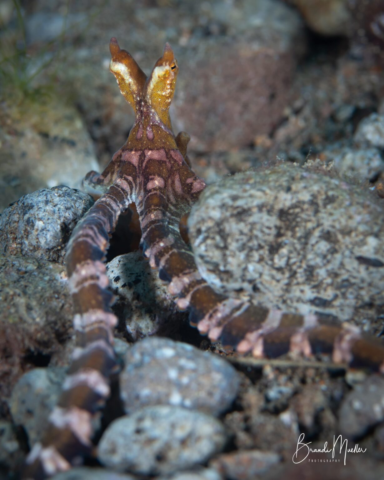 Home - Atlantis Dive Resorts and Liveaboard Philippines